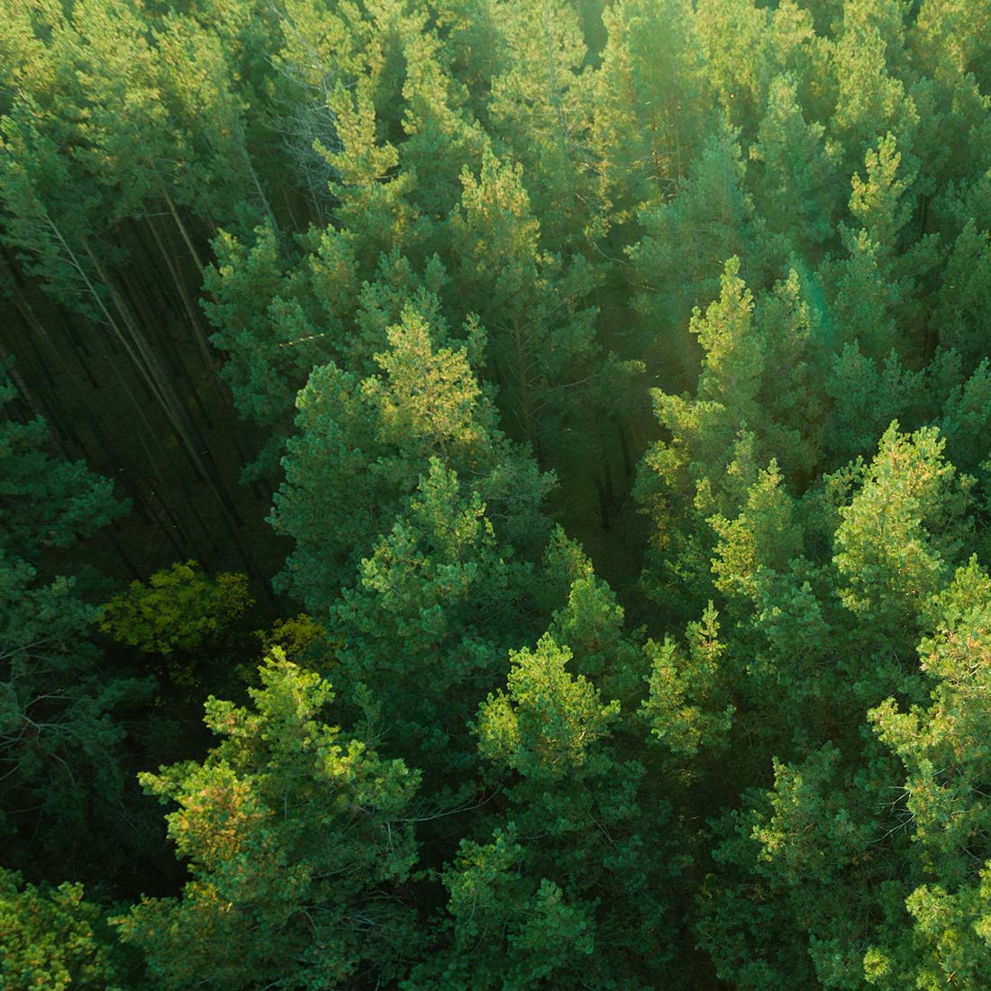 The Forest - Desert Fox Logistics - FedEx Partner